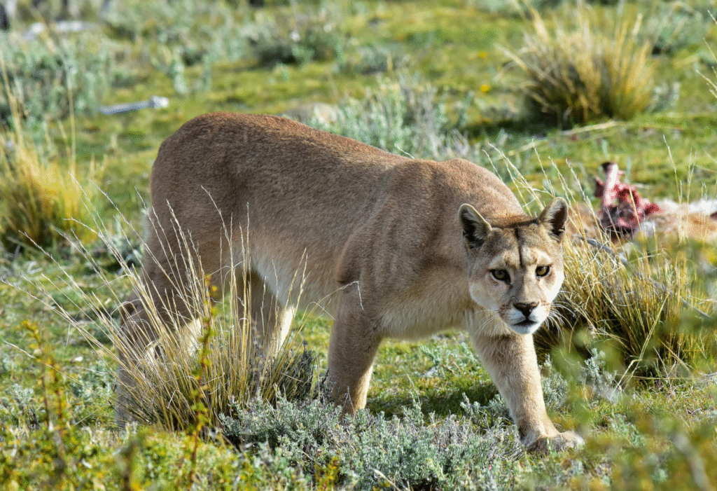 Sospechan presencia de un puma en zona residencial de Tijuana